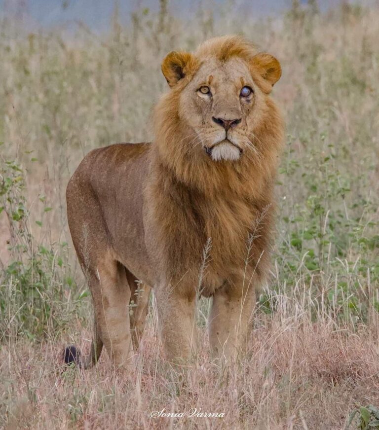 Nairobi National Park Tour: 12 Reasons to make you visit in 2020.
