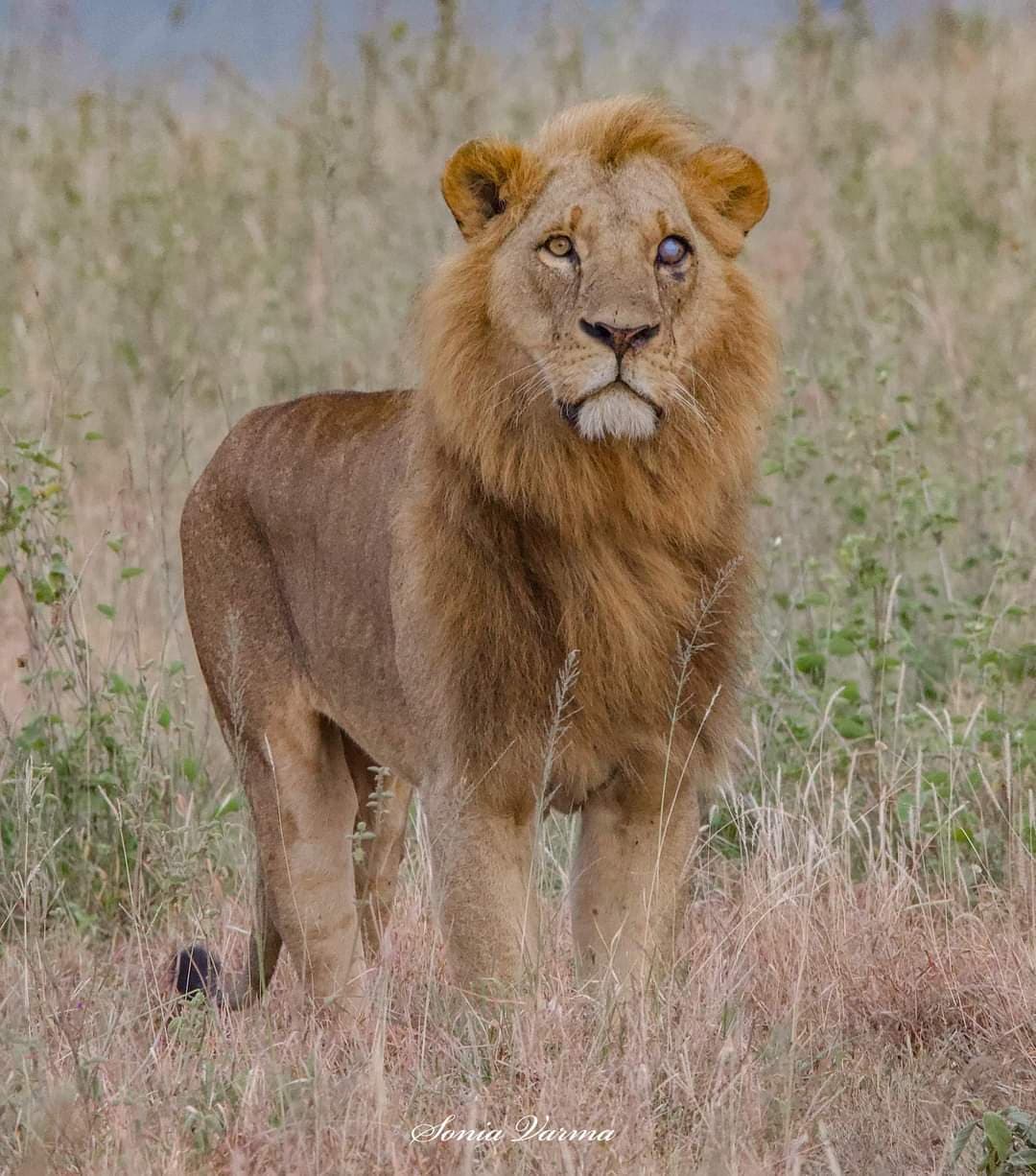 Nairobi National Park Tour: 12 Reasons to make you visit in 2020.