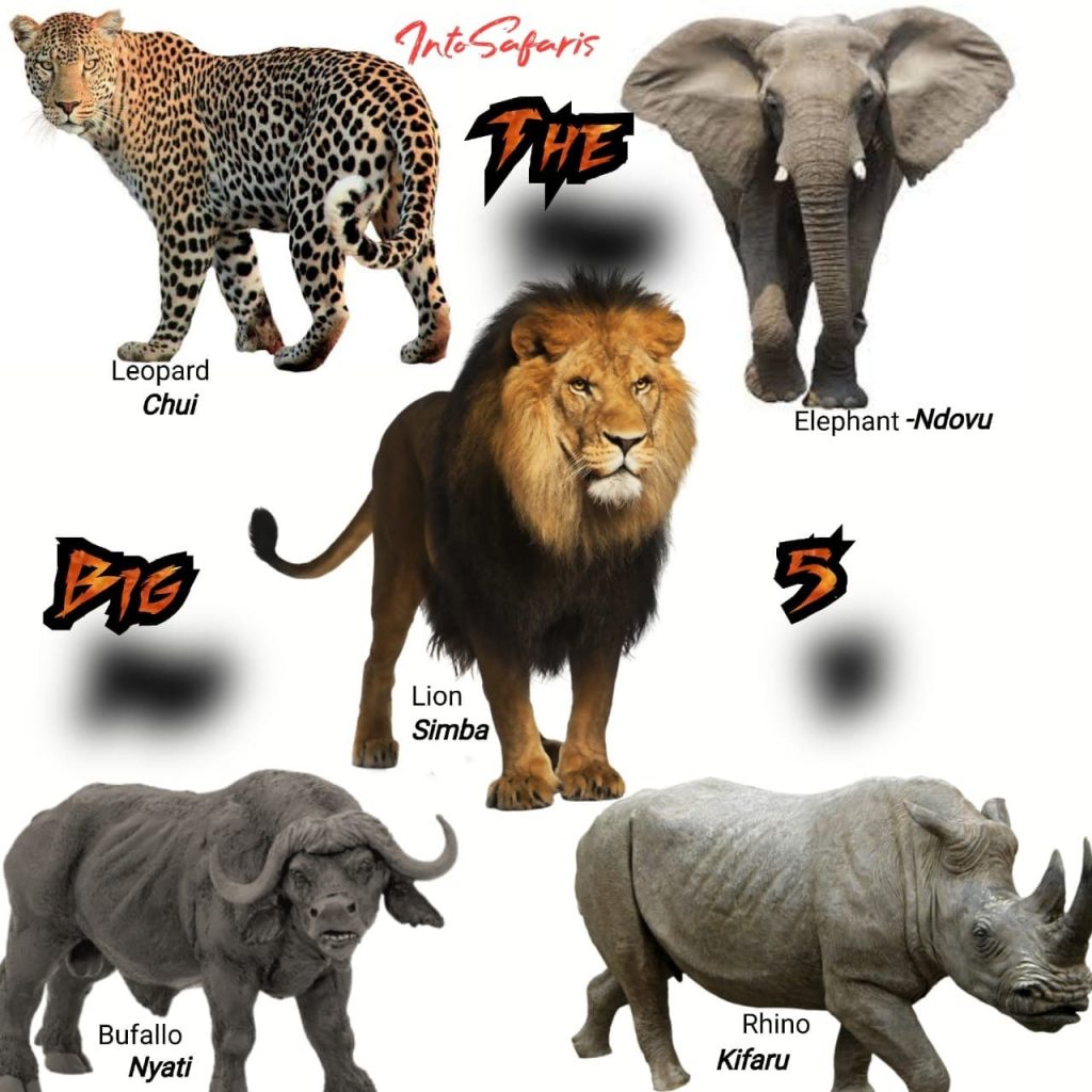 Wild Animal Images With Names